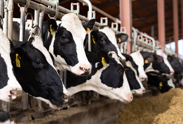 Bentonite additive: an effective mycotoxin binder for animal feed producers